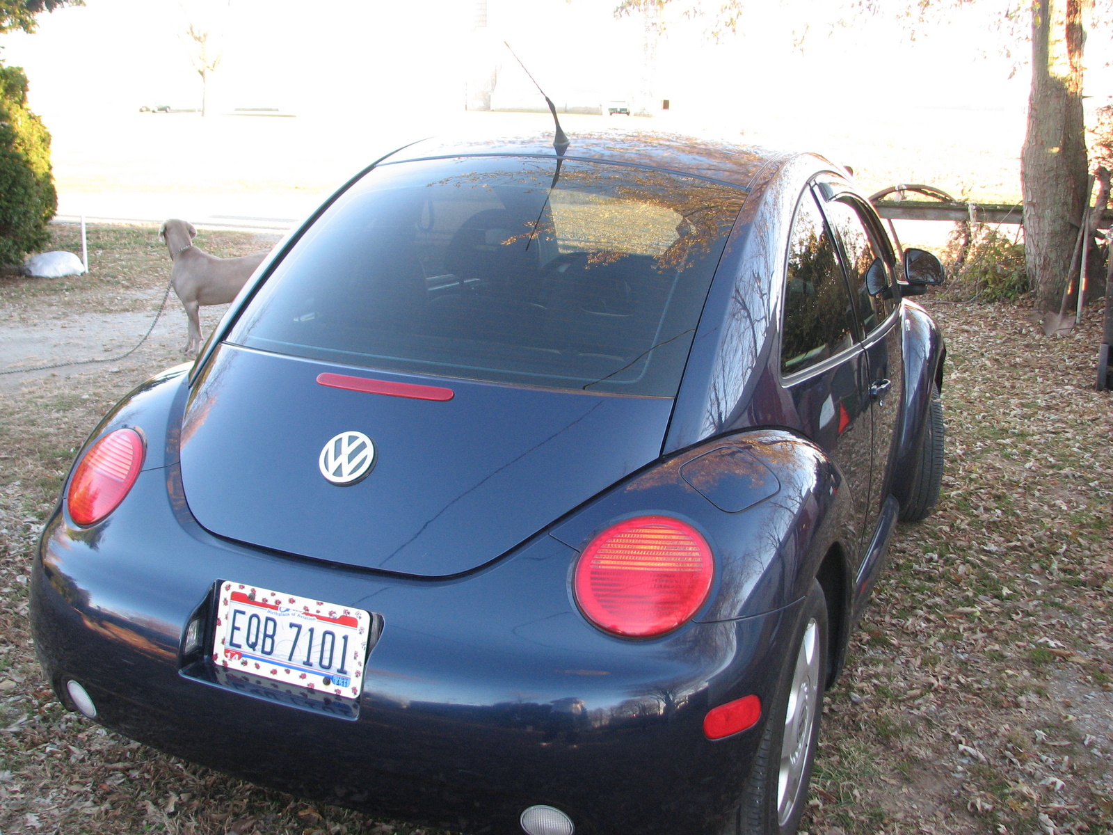 2000 Volkswagen Beetle - Exterior Pictures - CarGurus